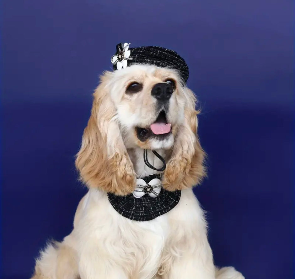 DOG CLOTHES | DESIGNER DOG APPAREL & ACCESSORIES | DOG COLLAR/LEASH ...
